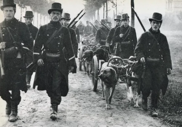 Perros de Guerra.