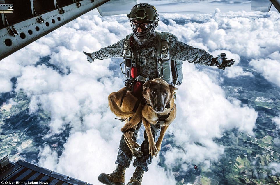 Siara el perro paracaidista que se gradúa en la Fuerza Aérea