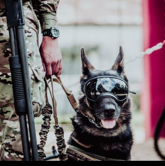 ¡Siempre fieles! - los Perros de Guerra del Ejército Argentino