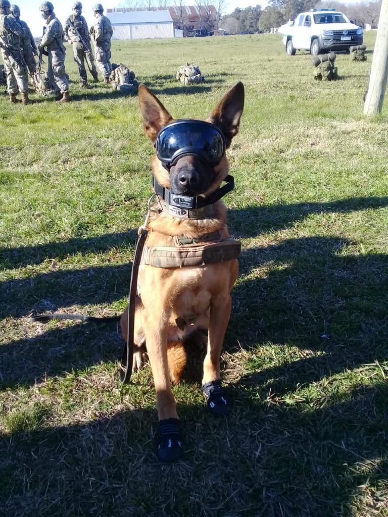 ¡Siempre fieles! - los Perros de Guerra del Ejército Argentino