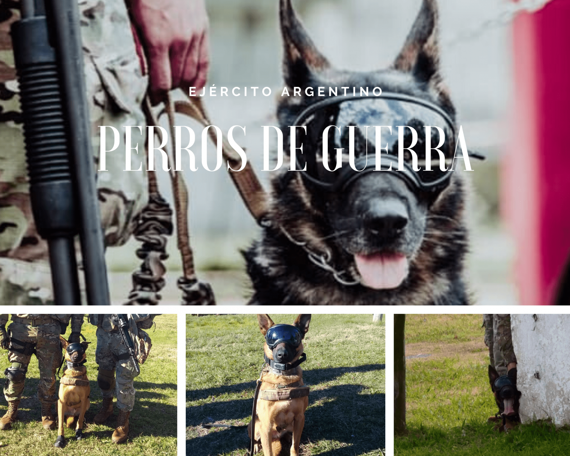 ¡Siempre fieles! - los Perros de Guerra del Ejército Argentino